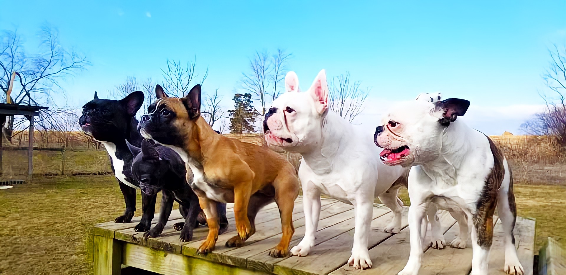 Dog Training Techniques for a Well-Behaved Pet - Good Dog Paws