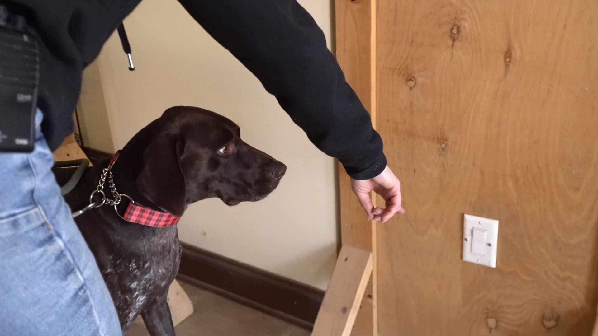 Dog Training Techniques for a Well-Behaved Pet - Good Dog Paws