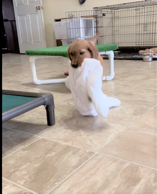 Puppy Training - Good Dog Paws